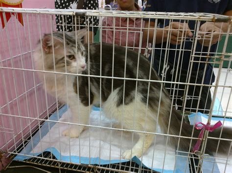 Kucing Yang Comel Fir U