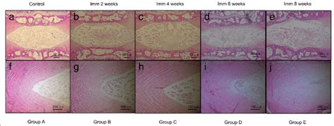 Histological Assessments Hematoxylineosin Stain Histological