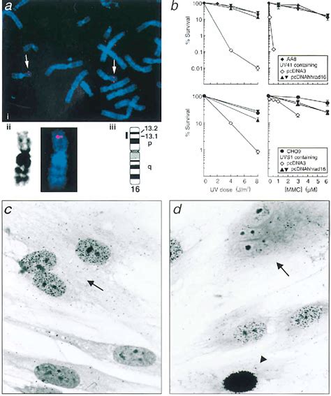 Xeroderma Pigmentosum Semantic Scholar Xeroderma Pigmentosum Semantic Scholar