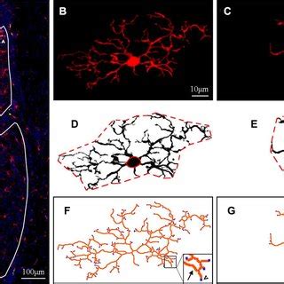 Morphological Analysis Of Microglia A A Representative Z Projection