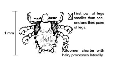 Human Lice And Scabies Oklahoma State University