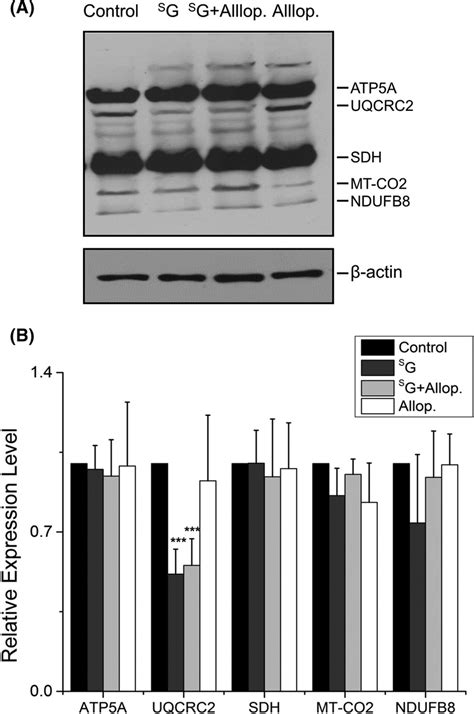 Western Blot For Monitoring The Protein Components Of The Mitochondria