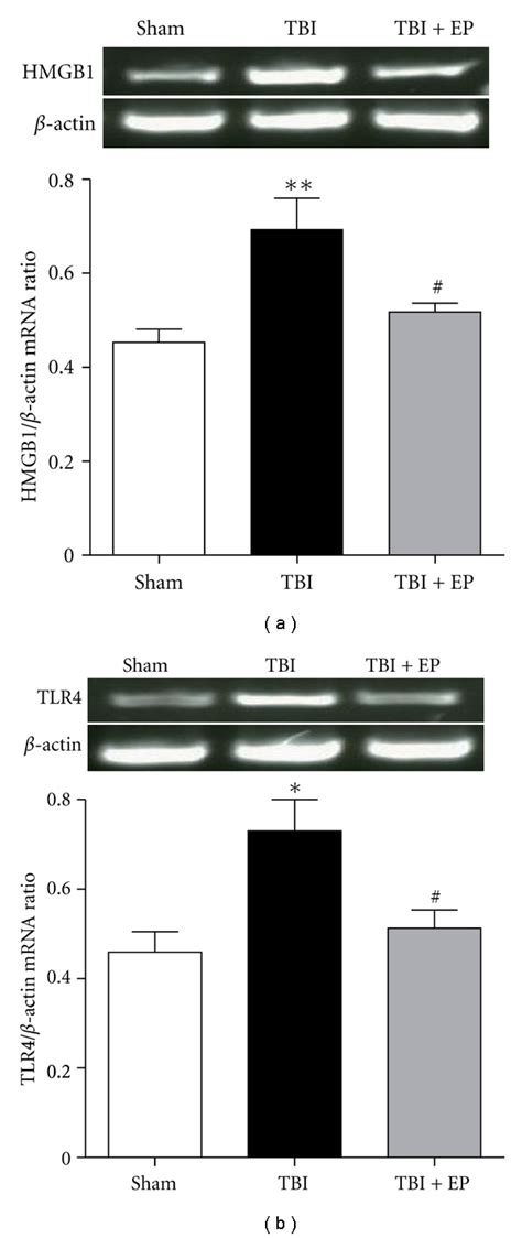 Hmgb1 And Tlr4 Mrna Expression In The Rat Brain Of The Sham Group Tbi