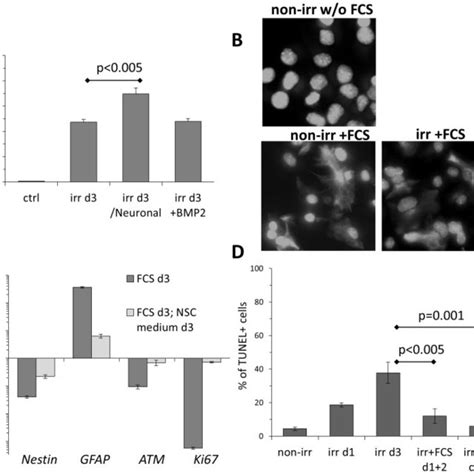 Aflow Cytometry Analysis For Apoptosis Associated Dna Fragmentation