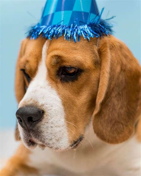 Fotos Cachorro Medo Fogos Freepik