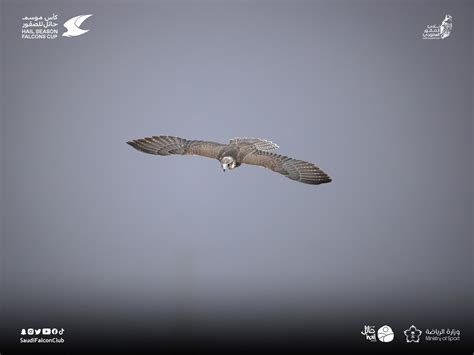 نادي الصقور السعودي Saudi Falcons Club On Twitter بين عز وأصالة 🦅