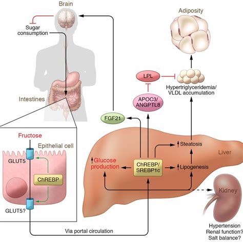 Pdf Fructose Metabolism And Metabolic Disease
