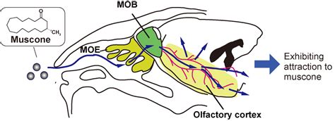 Mouse Olfactory System