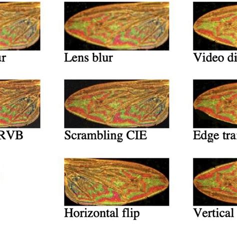 Schematic Figure Of The Flowchart Of Imaging Labeling Process