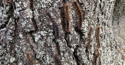 Gypsy Moth Outbreaks In Michigan Go Record