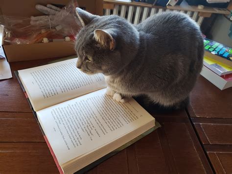 Gato Livro Lendo Foto Gratuita No Pixabay Pixabay