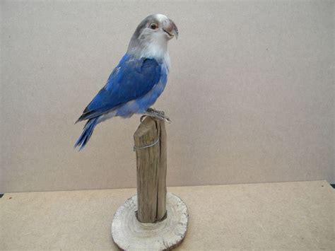 Inséparable De Fischer Phase De Couleur Bleue Agapornis Catawiki