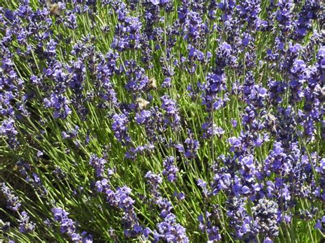 Buena Vista Lavender Farm Experience Tickets in Silverton, OR, United ...