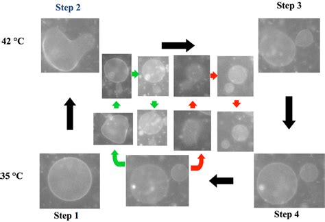 A Series Of Snapshots Of The Budding Process Of A Binary Vesicle Download Scientific Diagram