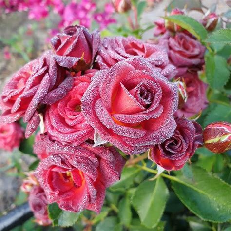 EDROSES/Роза 🌹 Чокочино (Chococcino), Interplant, Нидерланды, 2014 ...