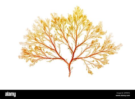 Red Algae Or Rhodophyta Branch Isolated On White Red Seaweed Stock