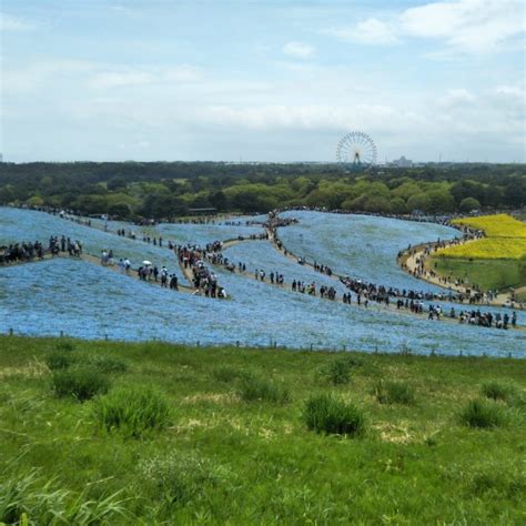 Magさんの投稿国営ひたちなか海浜公園 ｜ ことりっぷ