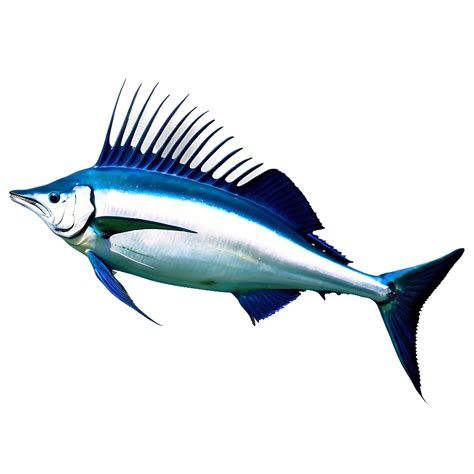 100 Sailfish Png Images