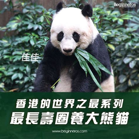 【香港冷知識】全球最長壽圈養大熊貓 Beginneros 網上學習平台