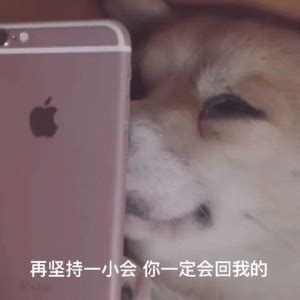 再坚持一小会儿 你一定会回我的 可爱狗狗靠在手机旁配文再坚持一小会 你一定会回我的表情包图片gif动图 求表情网 斗图从此不求人