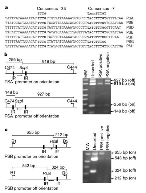 Extensive Surface Diversity Of A Commensal Microorganism By Multiple Dna Inversions Nature