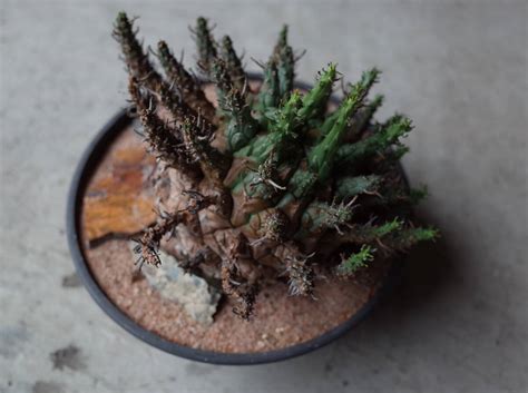 【目立った傷や汚れなし】euphorbia ユーフォルビア デセプタ 発根済 検索 パキプスinvisible Inkカタチ製作所