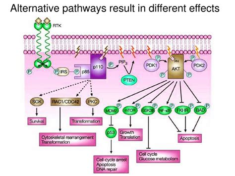 Ppt Intercellular And Intracellular Signals Powerpoint Presentation