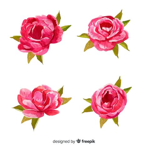 Free Vector Set Of Watercolor Peony Flowers