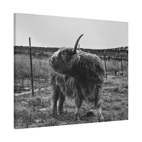 Highland Cow Canvas Wall Art Black And White Farmhouse Decor For
