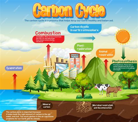 Ciclo Del Carbono Para Ni