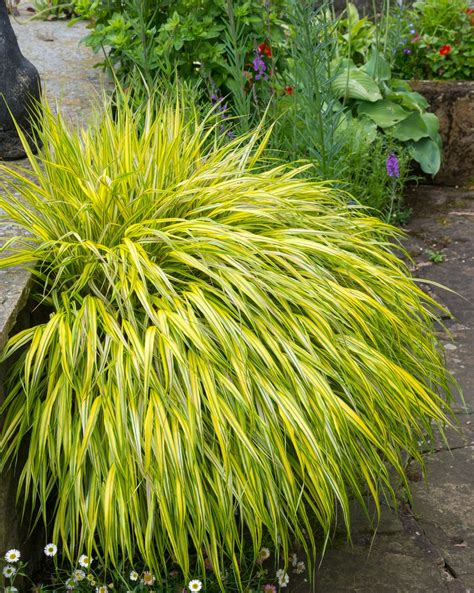 Deer Resistant Plants — How To Keep Deer Out Of Your Garden