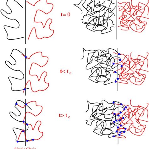 Schematic Diagram Of Diffusion Process At Polymer Polymer Interface A Download Scientific