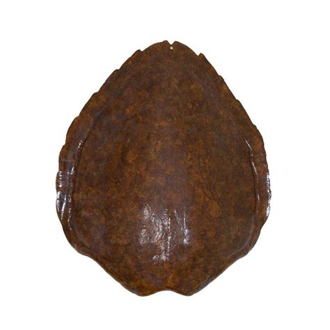 Tortoise Shell Wall Applique Wall Appliques Tortoise Shell Wall Decor