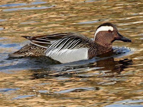 シマアジ 2019 04 12 日本の野鳥識別図鑑