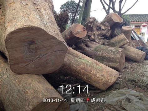 桢楠树可以做什么 桢楠树的枝条 桢楠树的寓意与风水 大山谷图库