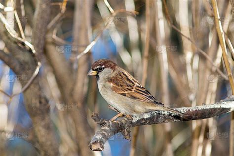 麻雀在树枝上，小鸟到马槽里