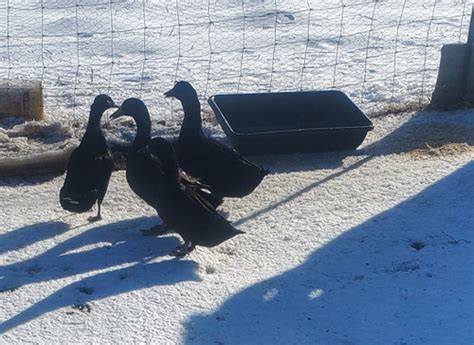 Cayuga Duck Hatching Eggs 1dz Ckm Farms