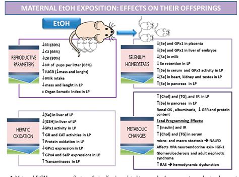 figure 1 from fetal programming is deeply related to maternal selenium