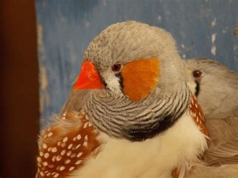 Differences Between Males And Female Zebra Finches Zebra Finch
