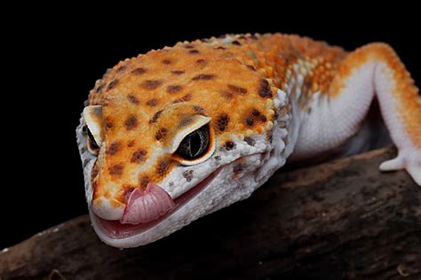 How Often Do Leopard Geckos Eat Atbuz