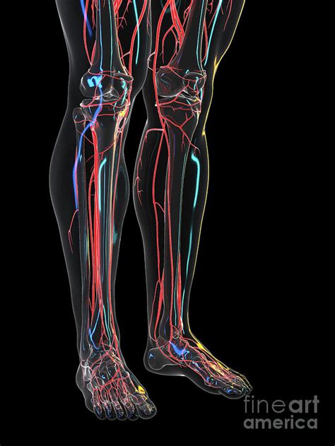 Vascular System Of The Legs Photograph By Science Photo Library Pixels