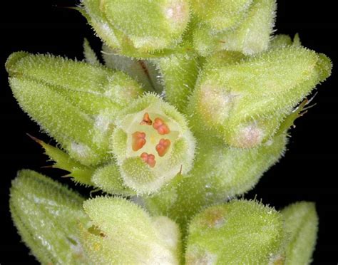 Heuchera Chlorantha Burke Herbarium Image Collection