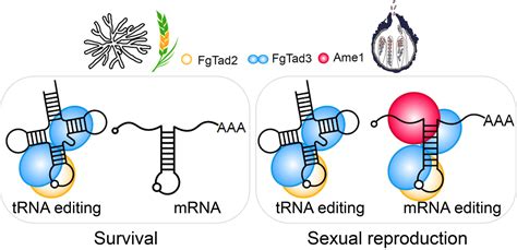 Unveiling The Mystery Of Fungal Rna Editing Machinery A Story Of Unexpected Discoveries