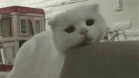 怎么办啊我也很绝望 哔哩哔哩