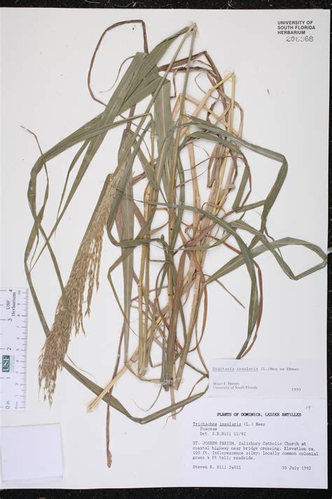 Digitaria Insularis Species Page Isb Atlas Of Florida Plants