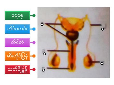 Male Reproductive System Labelled Diagram