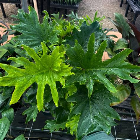 Philodendron Lickety Split Maris Gardens