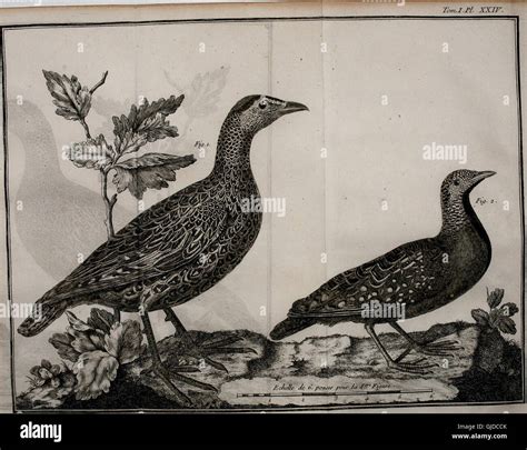 This Work On Ornithology Presents A Detailed Classification Of Birds