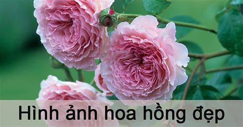 Tổng Hợp 100 Hình ảnh Hình Nền Hoa Hồng đẹp Nhất