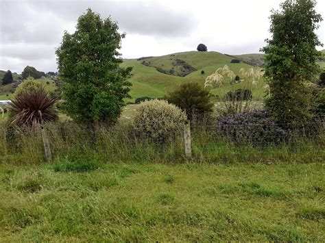 Finding The Right Tree For A Sheltered Life Otago Daily Times Online News